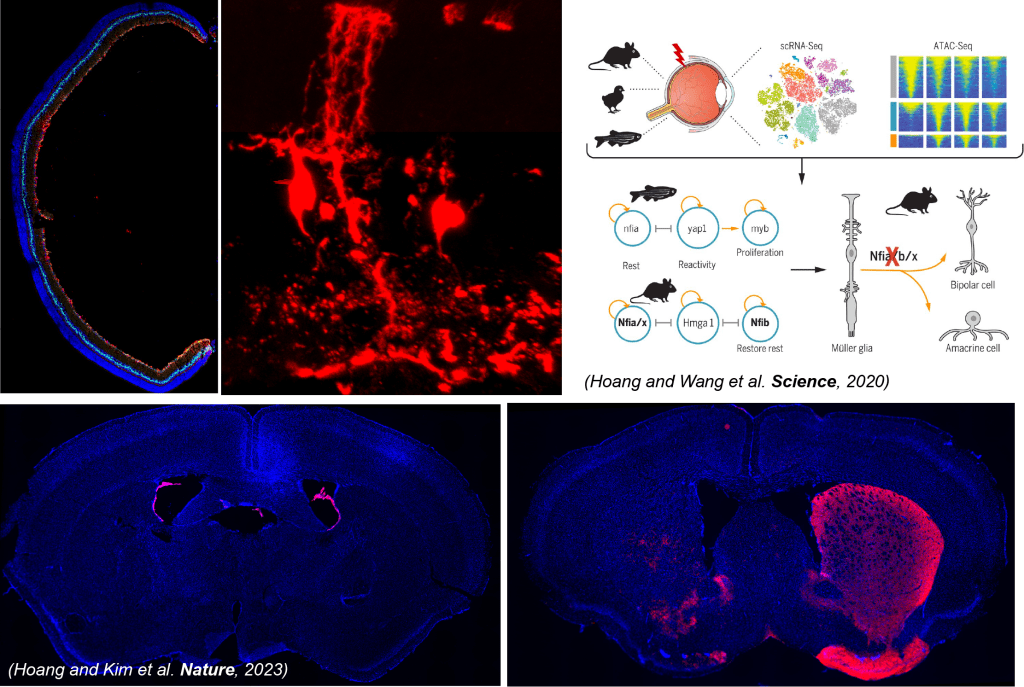 Neuroscience & Regeneration