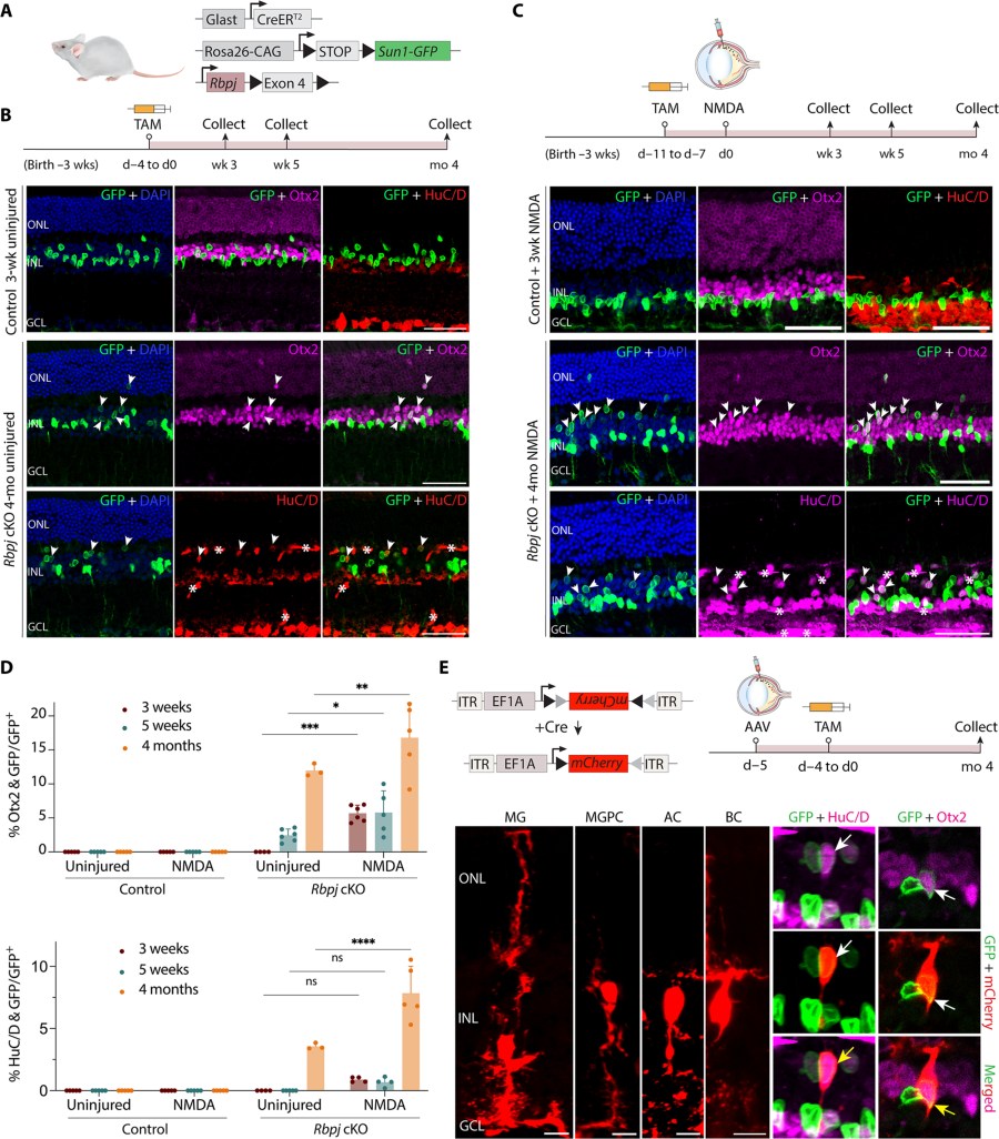 * Co-first author, # Corresponding author